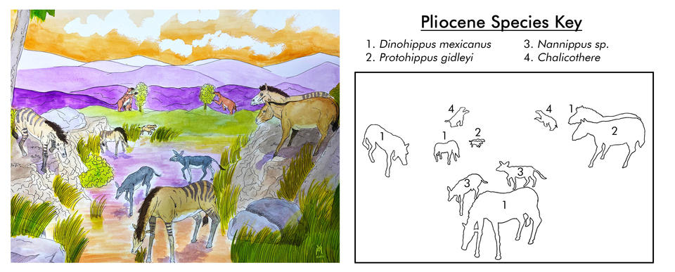 Horse Environments Descriptions | Learning from Natural History ...