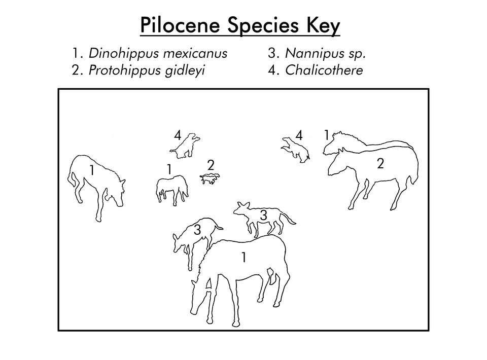 Horse environments over time | Learning from Natural History ...